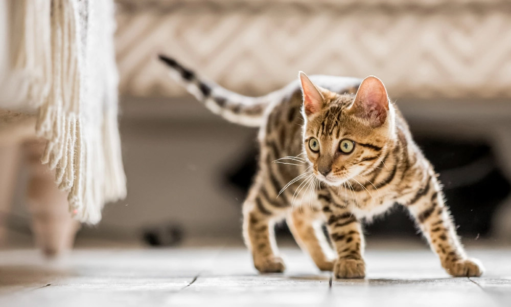 Your guide to kitten behavior: What to expect and how to troubleshoot ...
